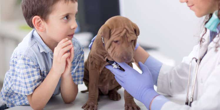 How To Get Help With Vet Bills Money co uk how-to-get-help-with-vet-bills-money-co-uk